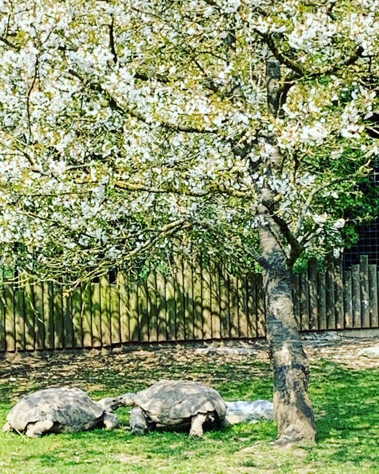 Furry & Feathery Fun At Hamerton Zoo Park
