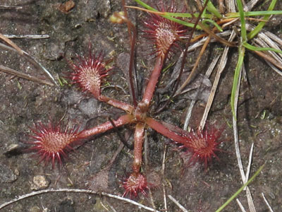 Serpent Research: Aripo Savanna & its Herpetofauna