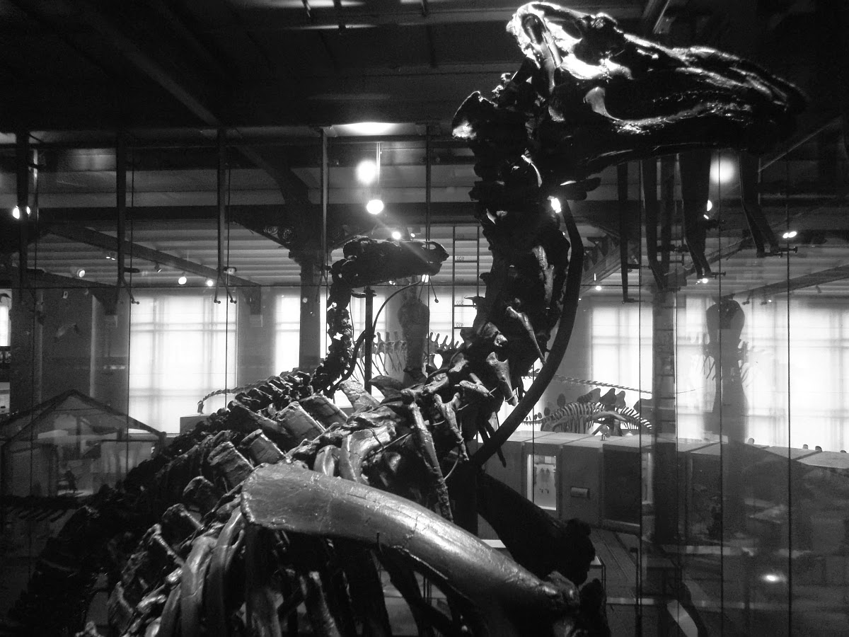 Love in the Time of Chasmosaurs: Dinosaurs of Brussels