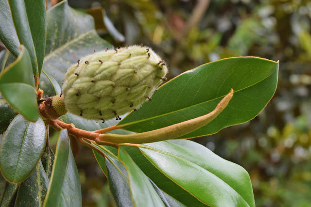 MARIETTE'S BACK TO BASICS: {Magnolia Stages}