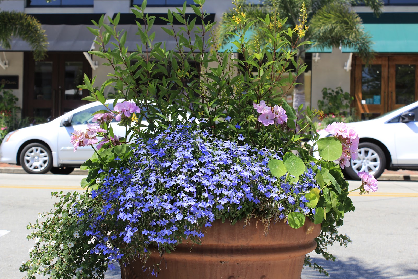 figs flowers food: NAPLES, FLORIDA - 3RD ST. AND 5TH AVENUE
