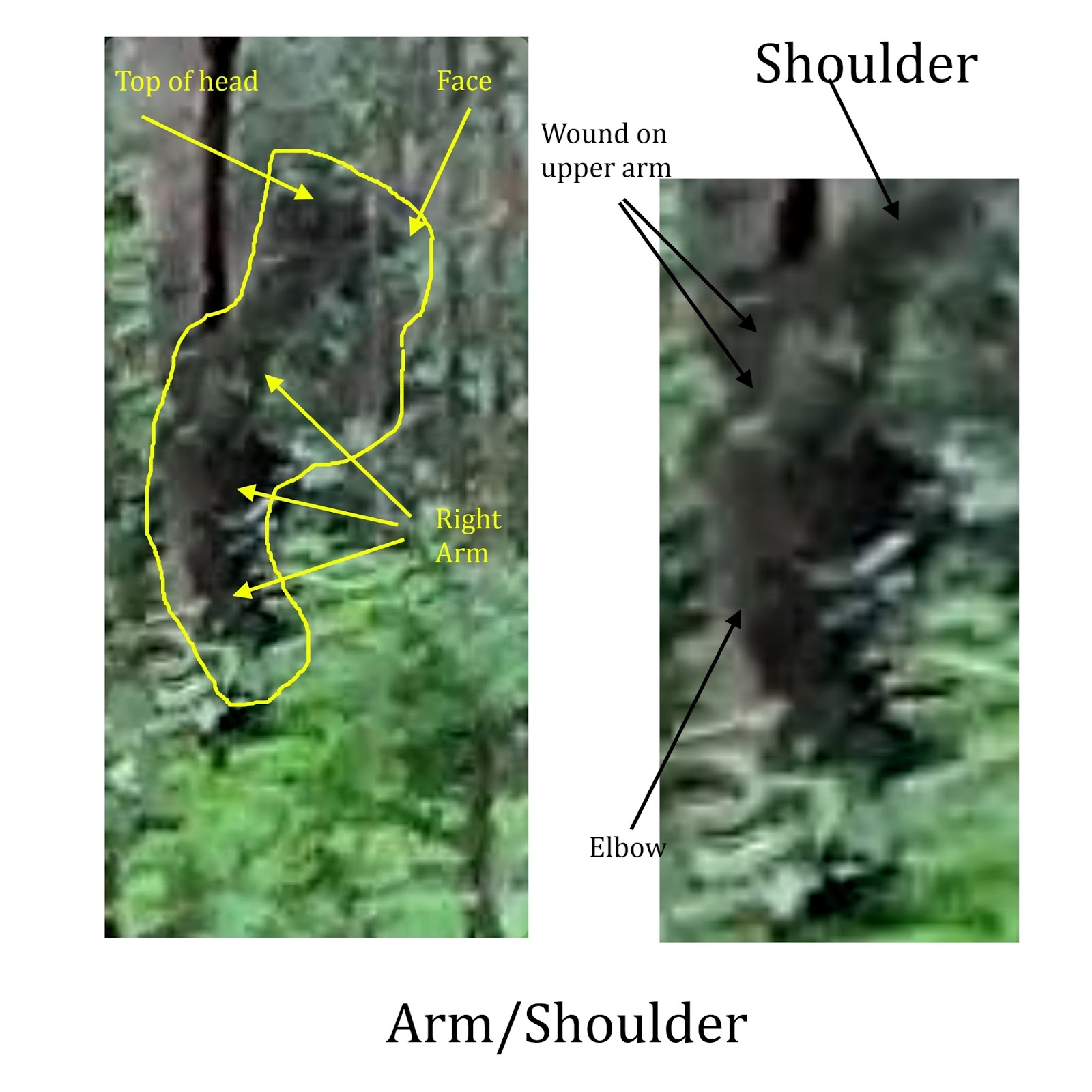 The Bigfoot Field Journal: The Ketchum DNA Study for Dummies (Genetic ...