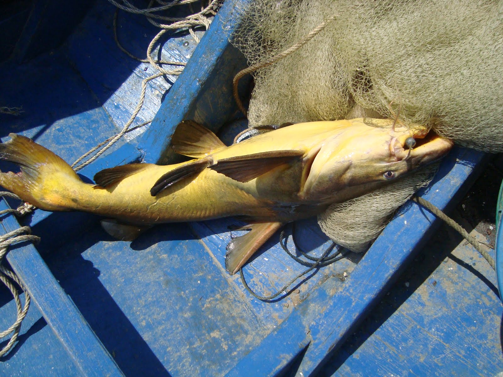 20+ Gambar Ikan Utik, Koleksi Kekinian!