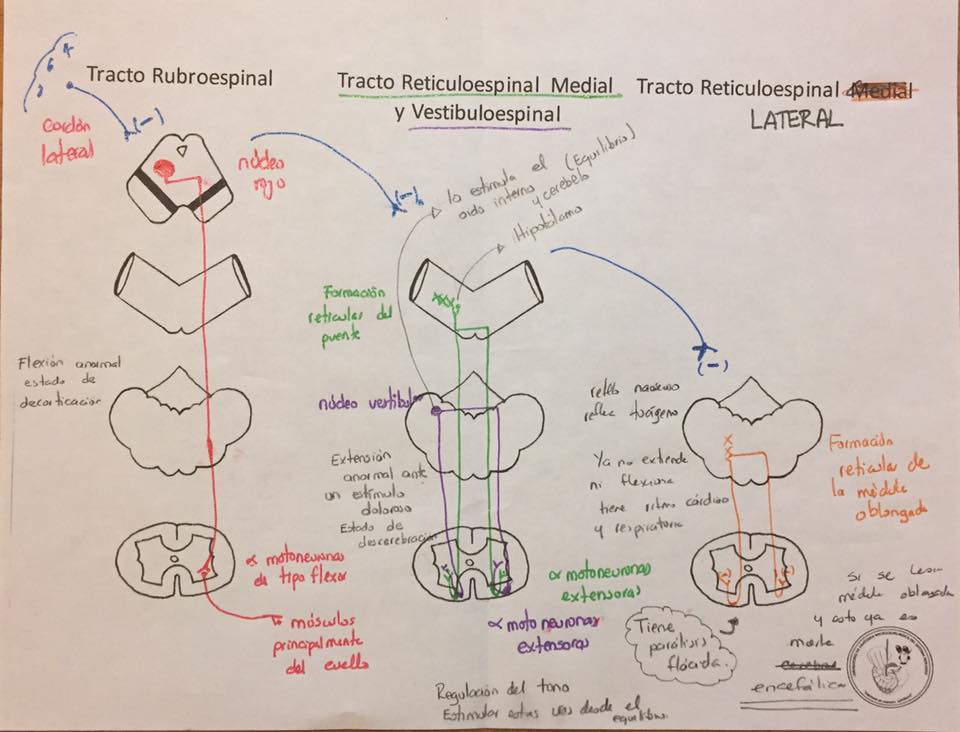 tracto reticuloespinal latera y vestibuloespinal
