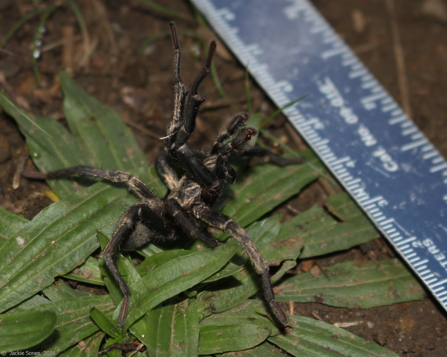 The Natural History of Bodega Head: Along came a spider