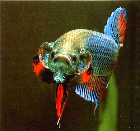 Budidaya Ikan Cupang (Betta) ~ Serba Budidaya