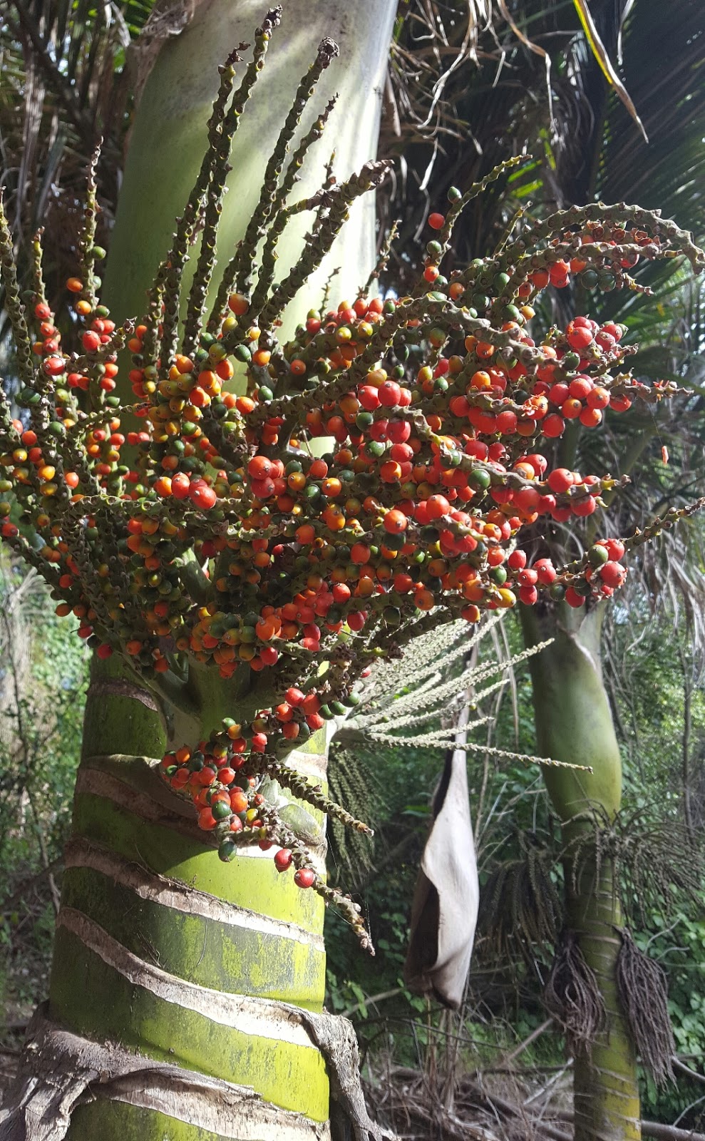 Quiltingorchardist: Nikau Palms.