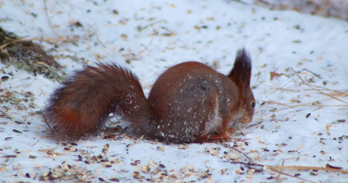 Sirpan luontoblogi: Orava - metsän hauska touhuveikko