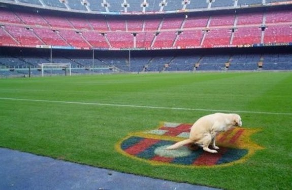 Pic of the day: Dog poops on Barcelona crest at Camp Nou | inside World ...