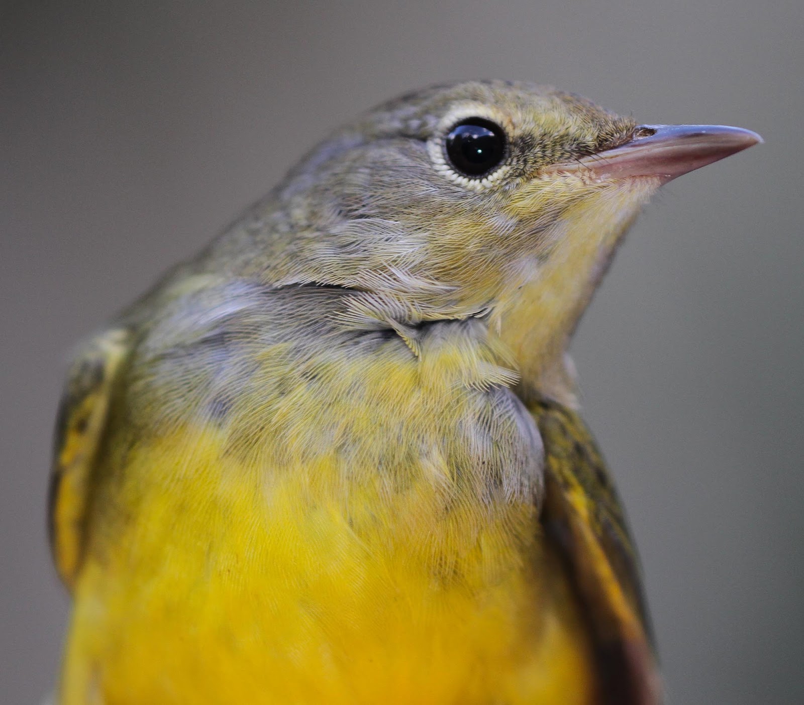 All of Nature: Confusing Fall Migrating Warblers