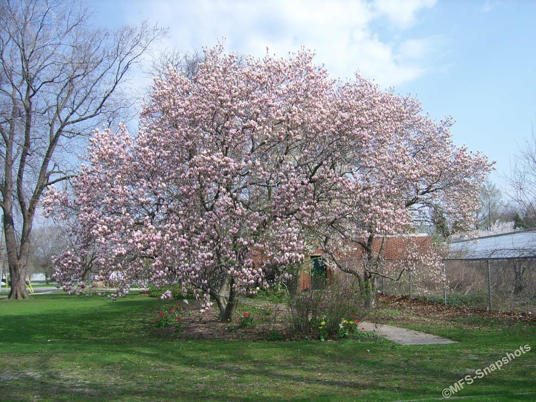 MFS - SNAPSHOTS: SPRING TIME in Ontario, CANADA