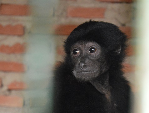 Siamang (Hylobates syndactyus) - ARTIKEL LHK