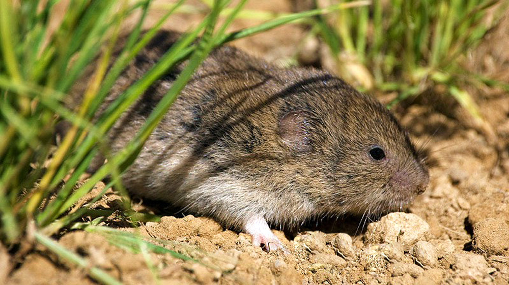 El Topillo Mediterráneo 🔗 National Carpfishing