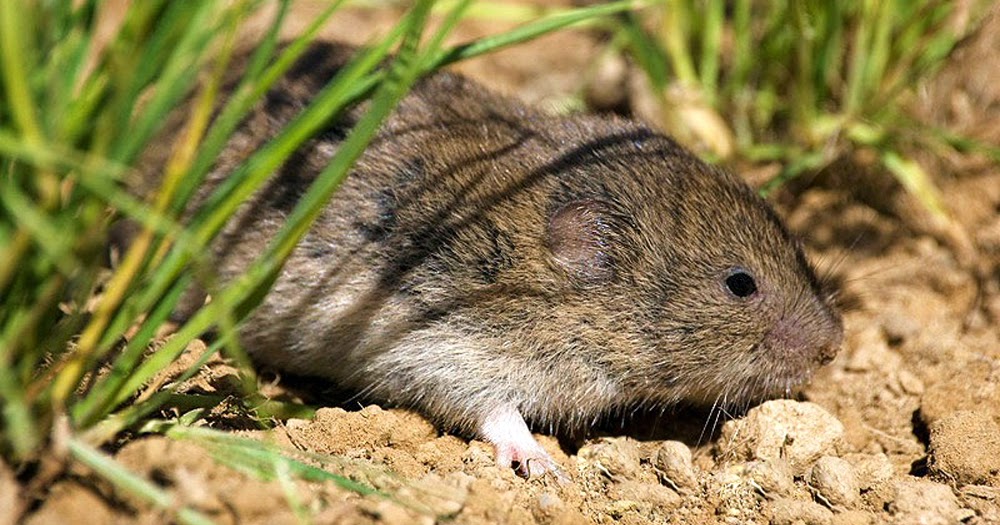 El Topillo Mediterráneo 🔗 National Carpfishing