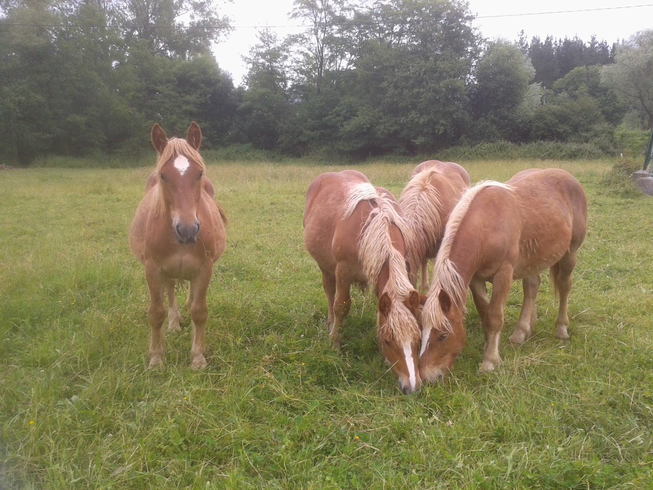 Euskal Herriko Mendiko Zaldia: POTRAS BURGUETE CON CARTA