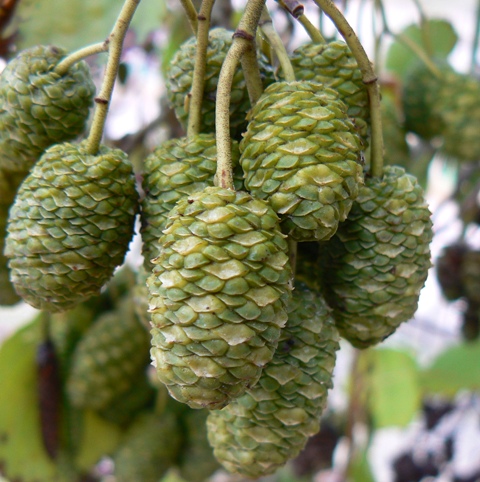 Los árboles del patio: La flor del...ALISO COMÚN