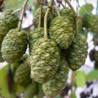Los árboles del patio: La flor del...ALISO COMÚN