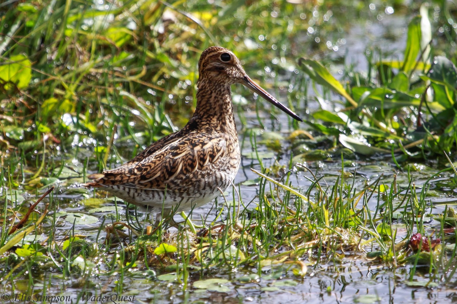 Rick Simpson Birding: Day two in the Andes: Marcapomacocha.