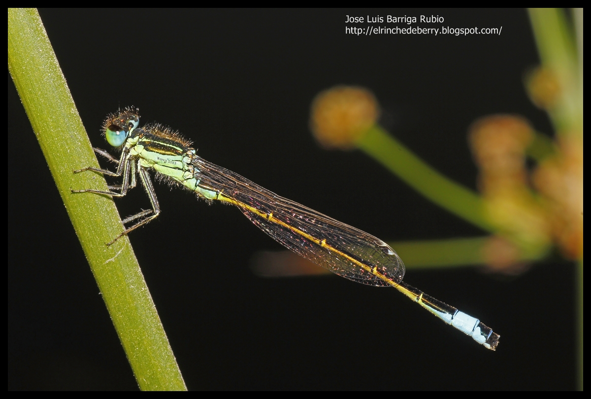 El Rinche de Berry : Macros