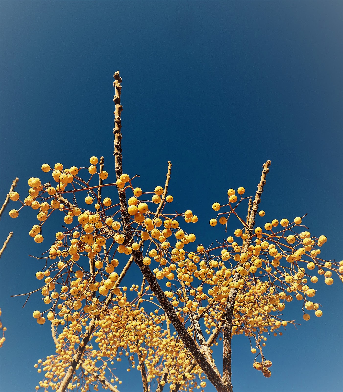 Living Rootless: March 2017