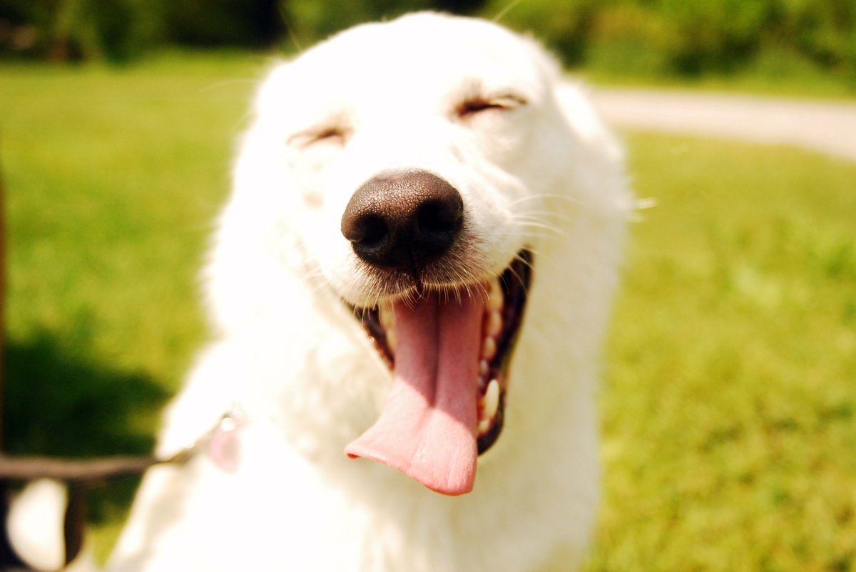 White Wolf : Dogs Who Can't Stop Giggling (Photos)