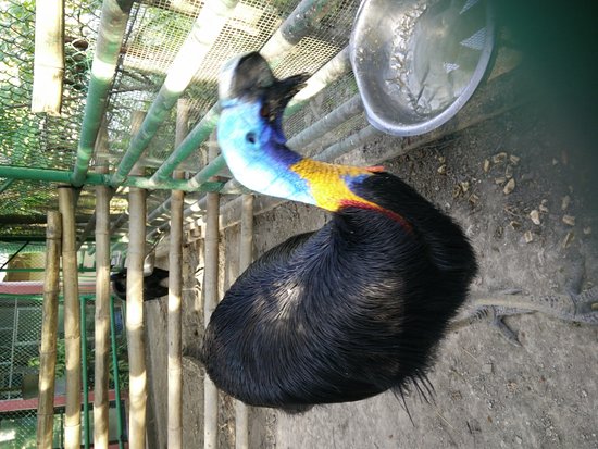 kasuar - Germany News Collections