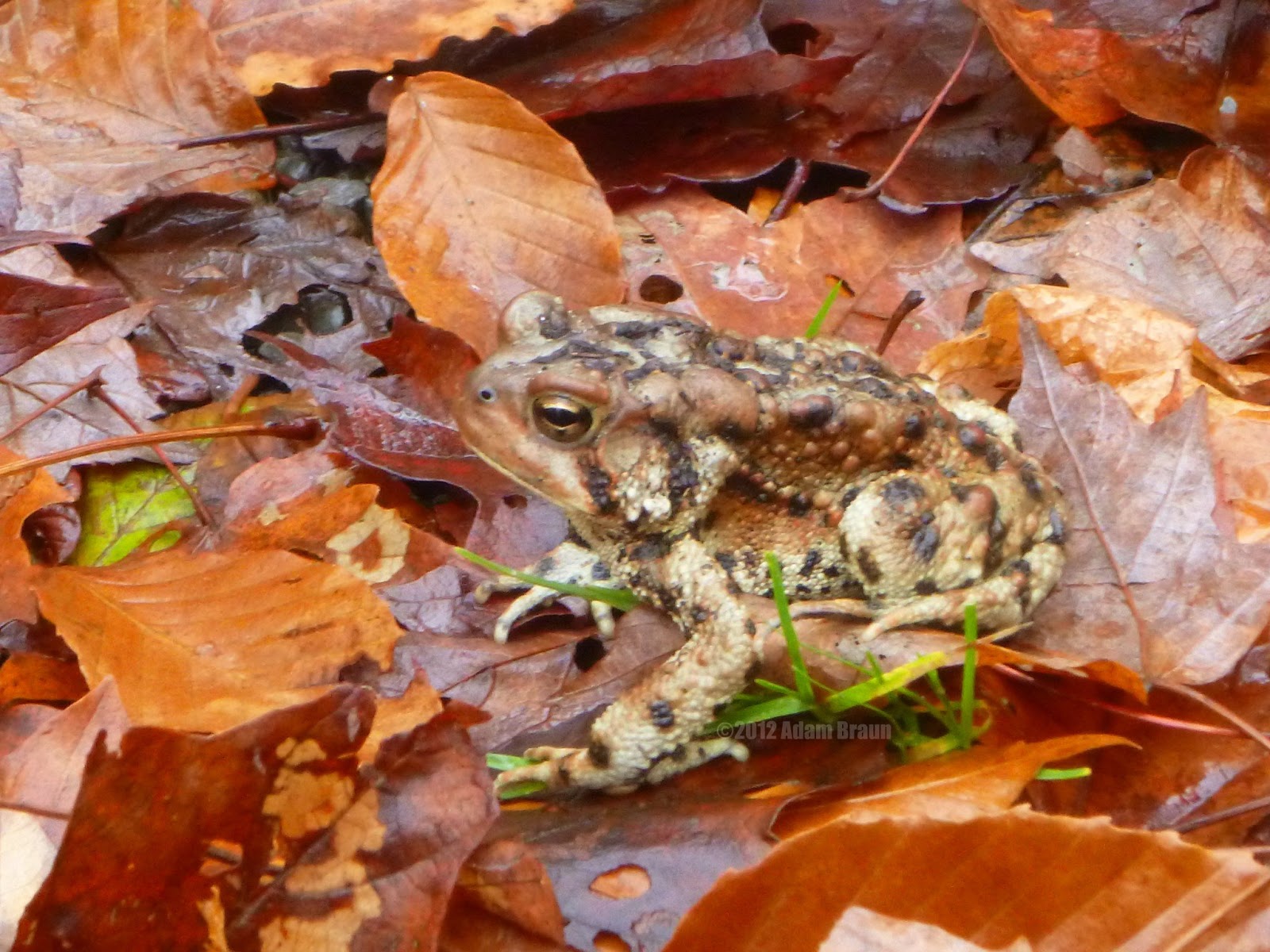 Nature Photography and Facts : Eastern American Toad