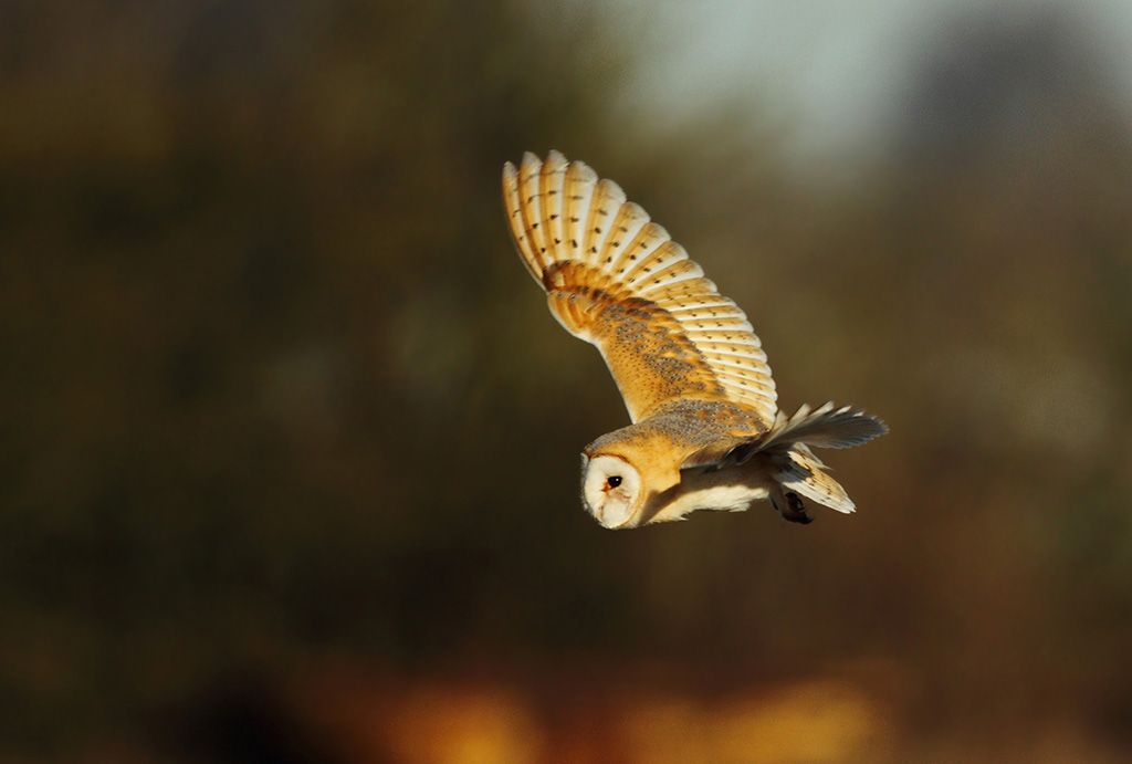 Martin Jump Wildlife Photographer: January 2013