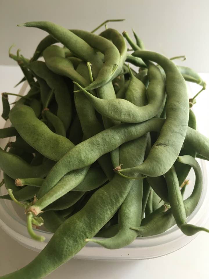 WashingtonGardener: Fenton Friday: New Seeds In