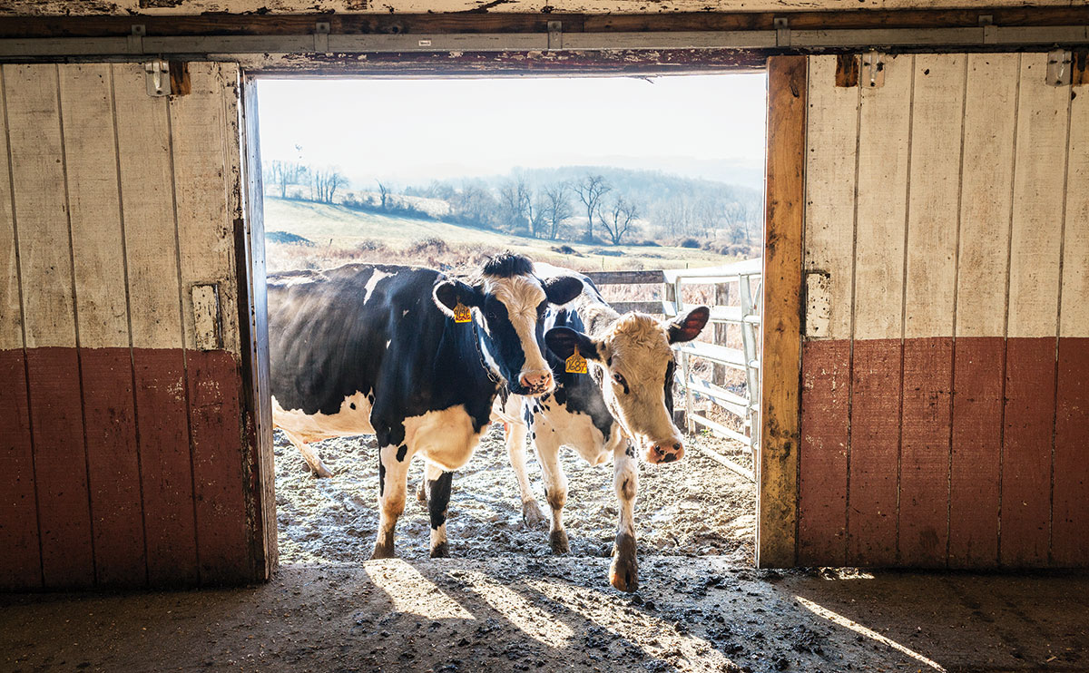 Cruelty Against Cows