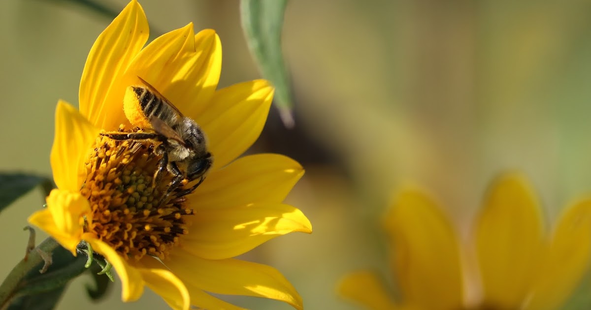 Sycamore Greenway Friends: The Pollen-Bellied Leafcutter