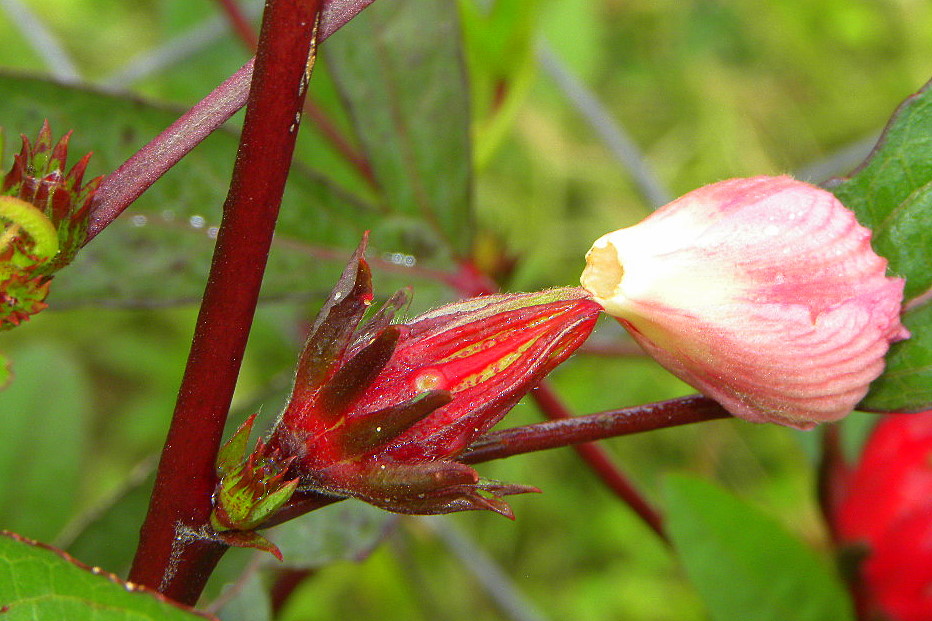 Ubobo Flowers: Rosella