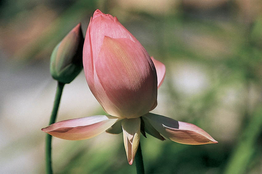 Aquascape Your Landscape: The Lovely Lotus