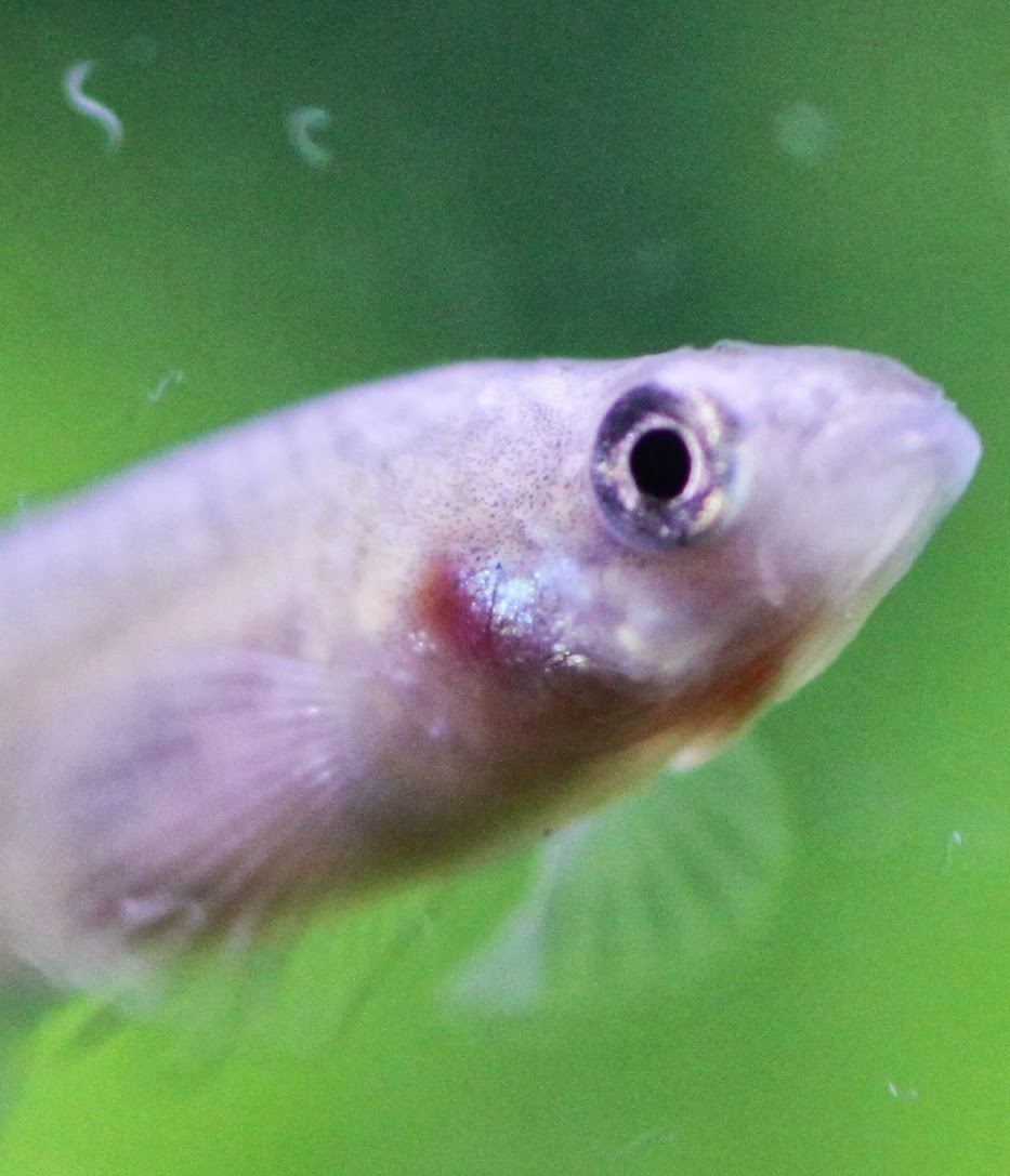 Choose The Right Aquarium Fish Food: Live infusoria, Grindal ...