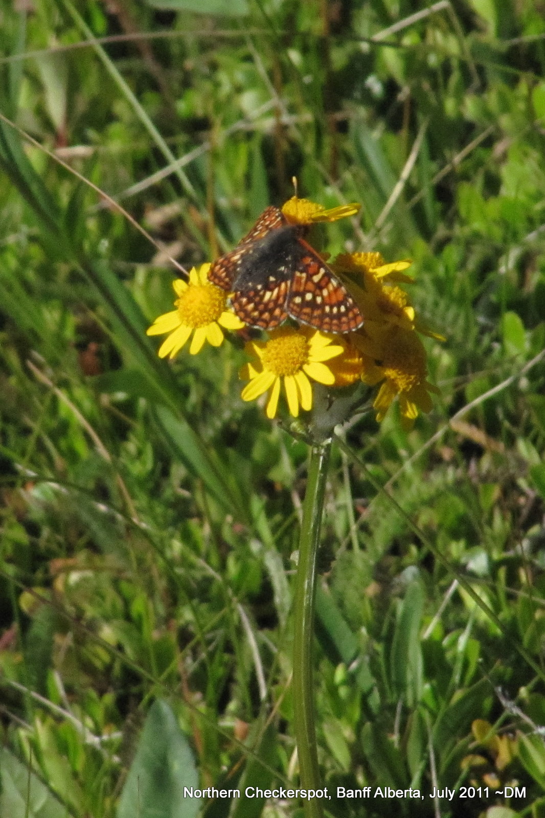 Nerdy for Birdy: Birding Banff National Park