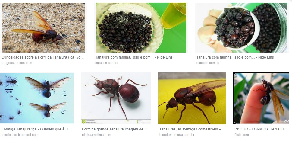 PUBLICADOS BRASIL: Formiga Tanajura/Içá - O inseto que é uma iguaria da ...