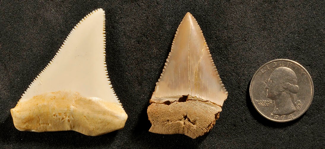 great white shark tooth size