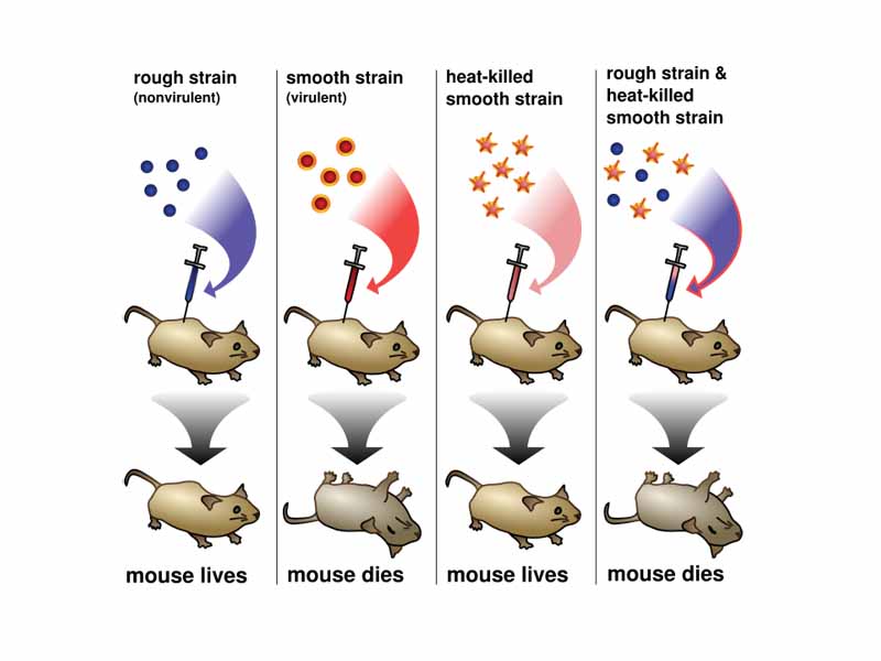 Lecture Notes in Medical Technology: Lecture #7: GRAM POSITIVE COCCI