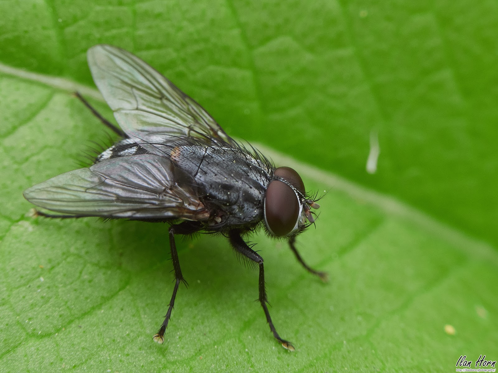 Detailed Fly