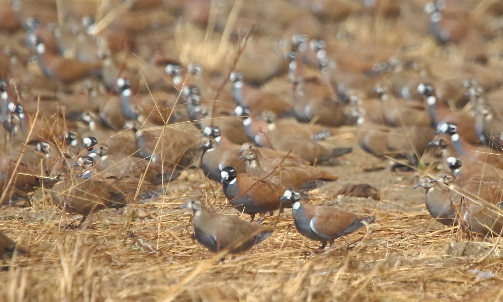 Richard Waring's Birds of Australia: Big flock of Flock Bronzewings