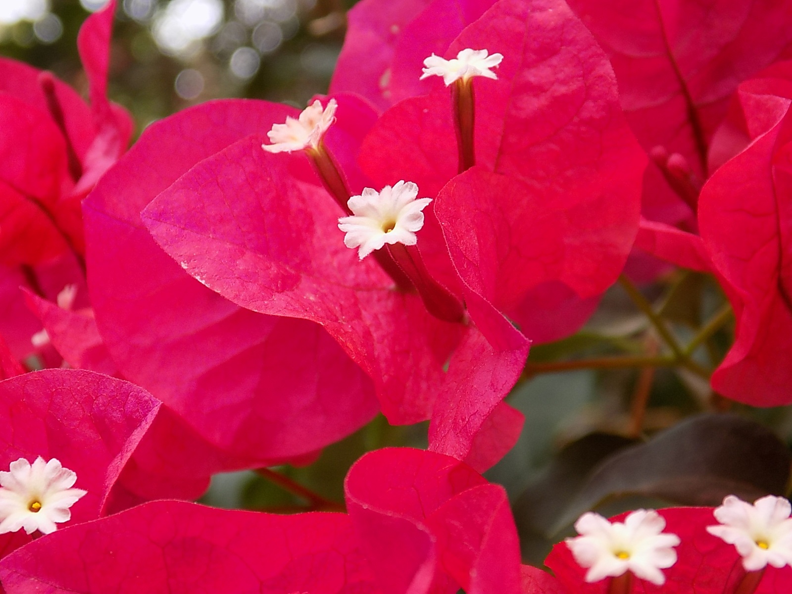 patiamarilla: Más pistilos entre pétalos de color rosa chicle chillón