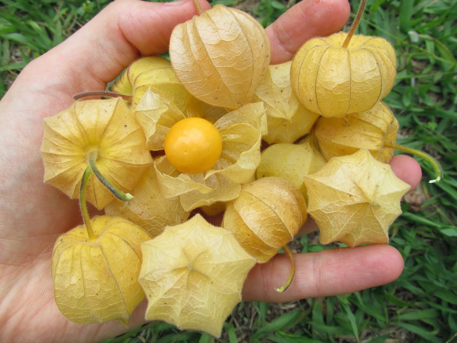 .: Physalis, Fisalis. Plante, mas não na horta.