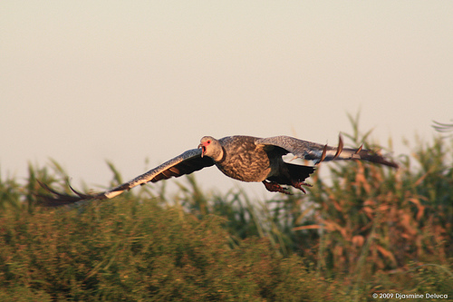 La vida es cuento: LA LEYENDA DEL CHAJÁ