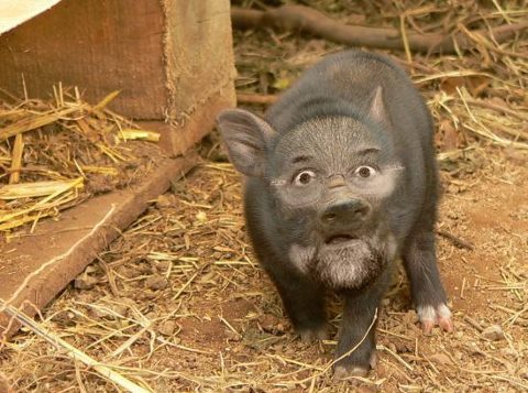 Avatares de la vida a traves de los ojos de un gato : A todo cerdo le ...