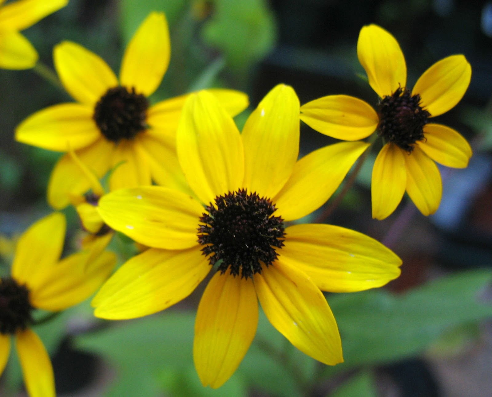 Using Georgia Native Plants: Rudbeckia Returns