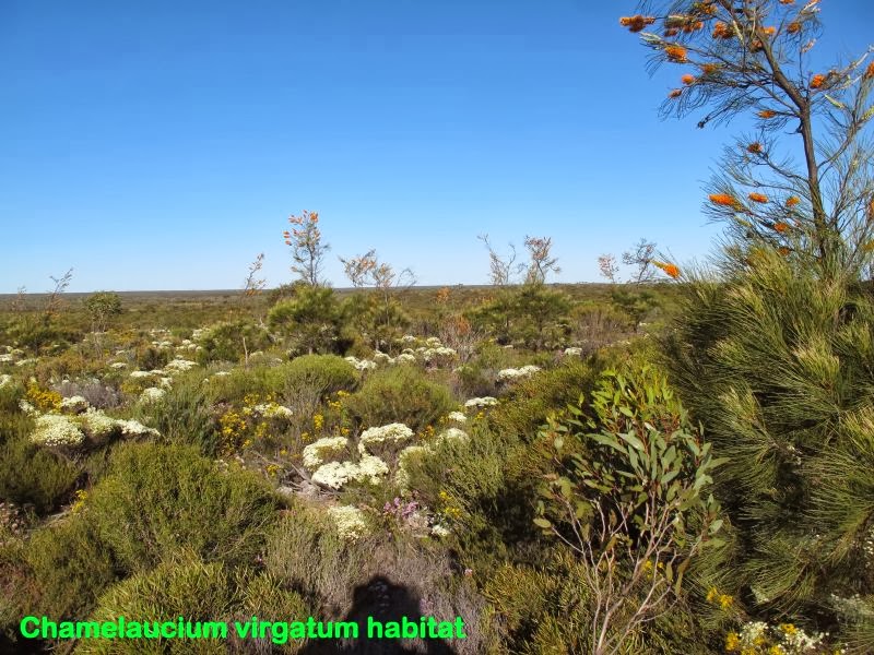 Esperance Wildflowers: Chamelaucium virgatum – Waxflower