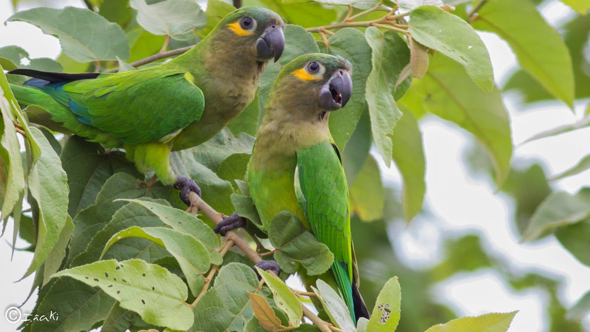 Nosoloaves - Aves del mundo (Birds of the world): Aratinga pertinaz ...