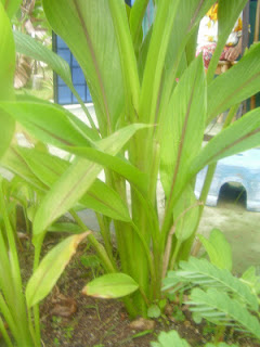 POKOK TEMU LAWAK ~ PUSAT SUMBER SK ST. MARY, KL