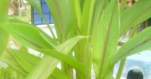 POKOK TEMU LAWAK ~ PUSAT SUMBER SK ST. MARY, KL