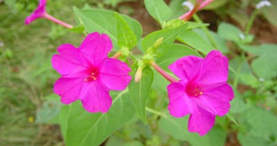 Informasi Kesehatan Alami: Khasiat Bunga Pukul Empat